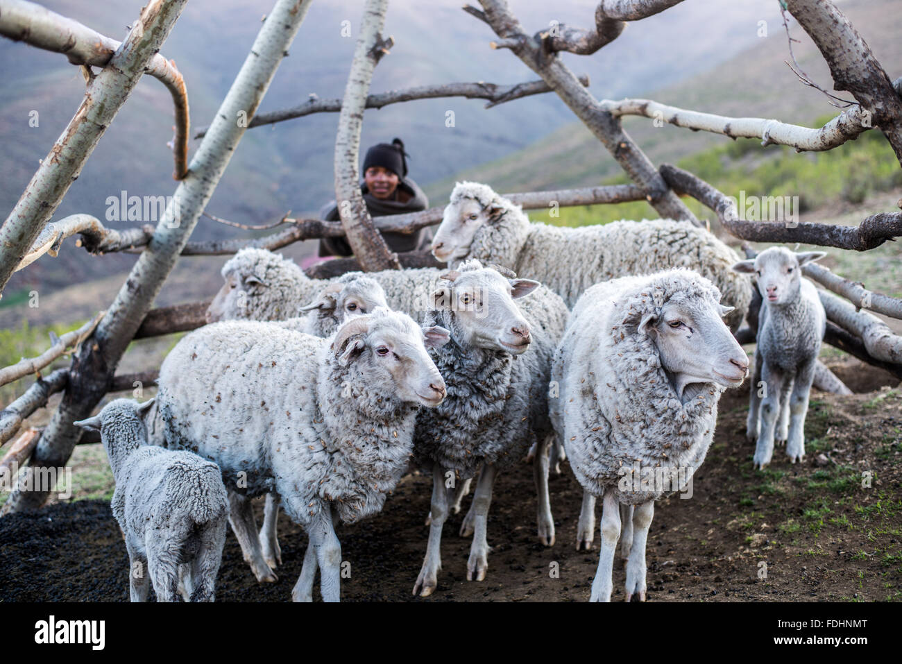 Shepherd boy in lesotho africa hi-res stock photography and images - Alamy