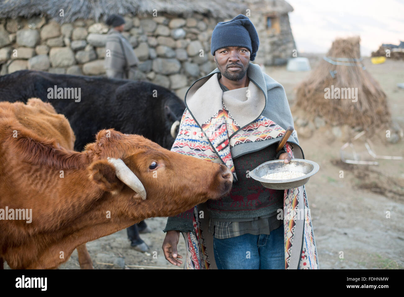 Man feeding a cow hi-res stock photography and images - Alamy