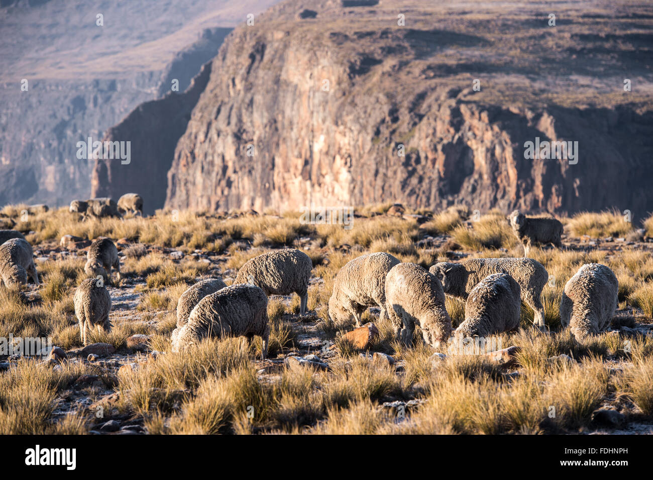 Herd of mountain sheep hi-res stock photography and images - Alamy