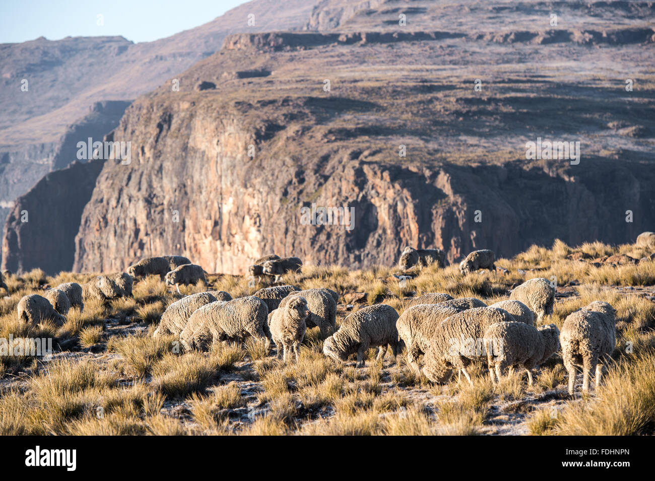 Sheep grazing on a mountain top in Lesotho, Africa Stock Photo - Alamy