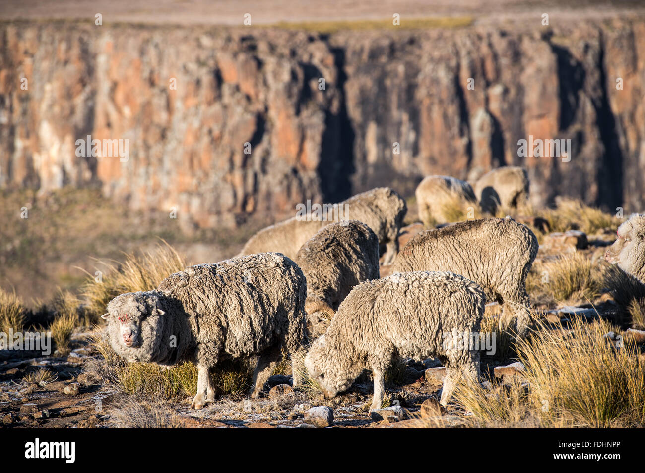 Herd sheep grazing in mountains hi-res stock photography and images - Alamy