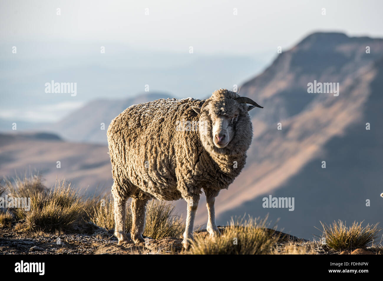 Sheep grazing lesotho hi-res stock photography and images - Alamy