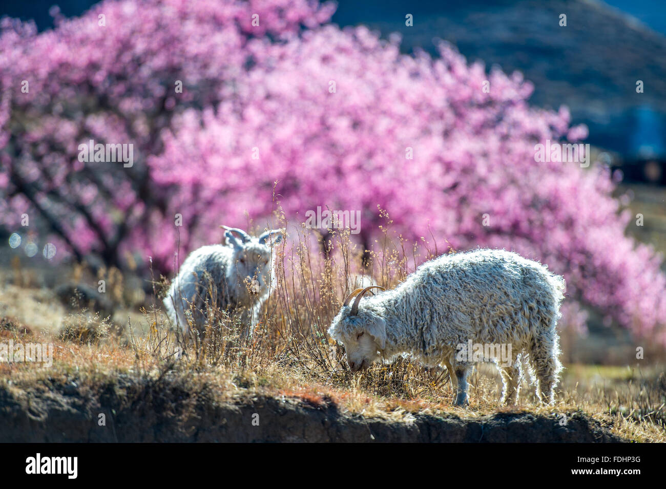 Goats grazing on the mountaintop in Lesotho, Africa Stock Photo - Alamy