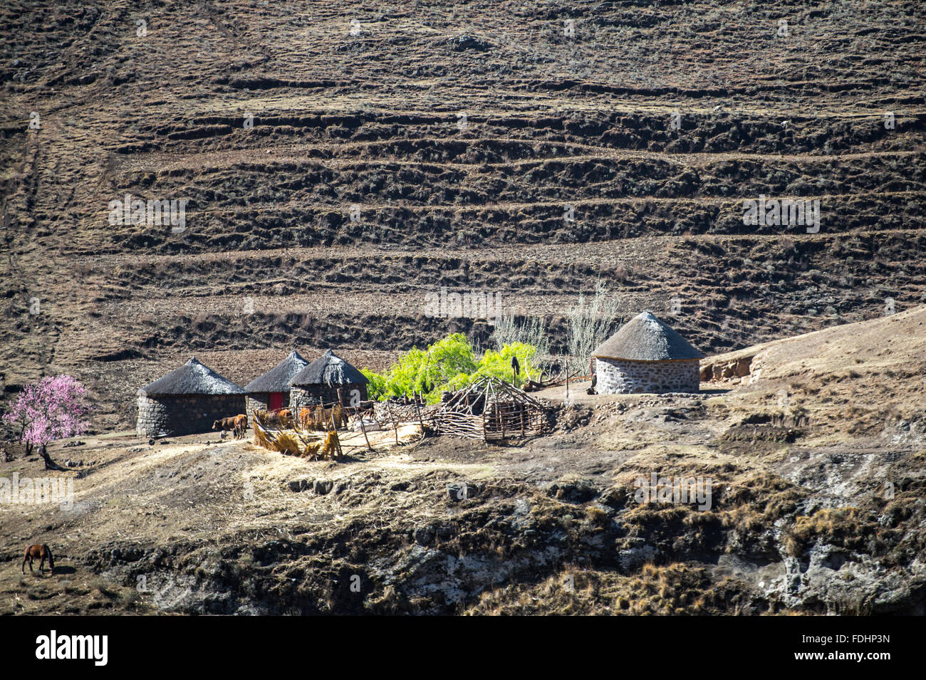 Village huts on the side of a mountain with a pink budding tree in ...