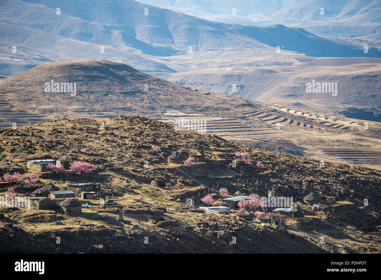 Village huts on the side of a mountain with a pink budding trees in ...