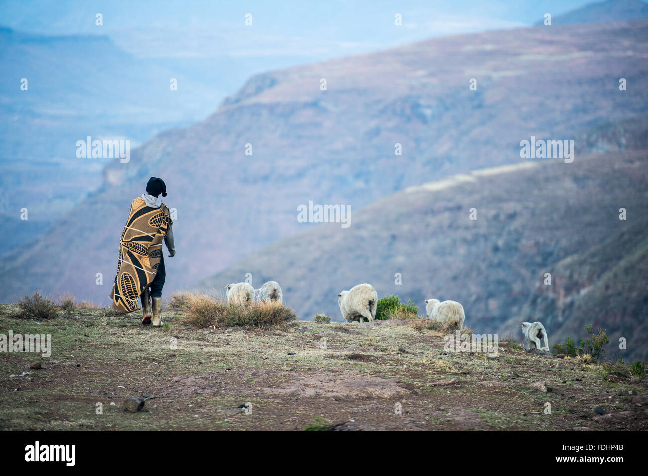 Sheep grazing lesotho hi-res stock photography and images - Alamy