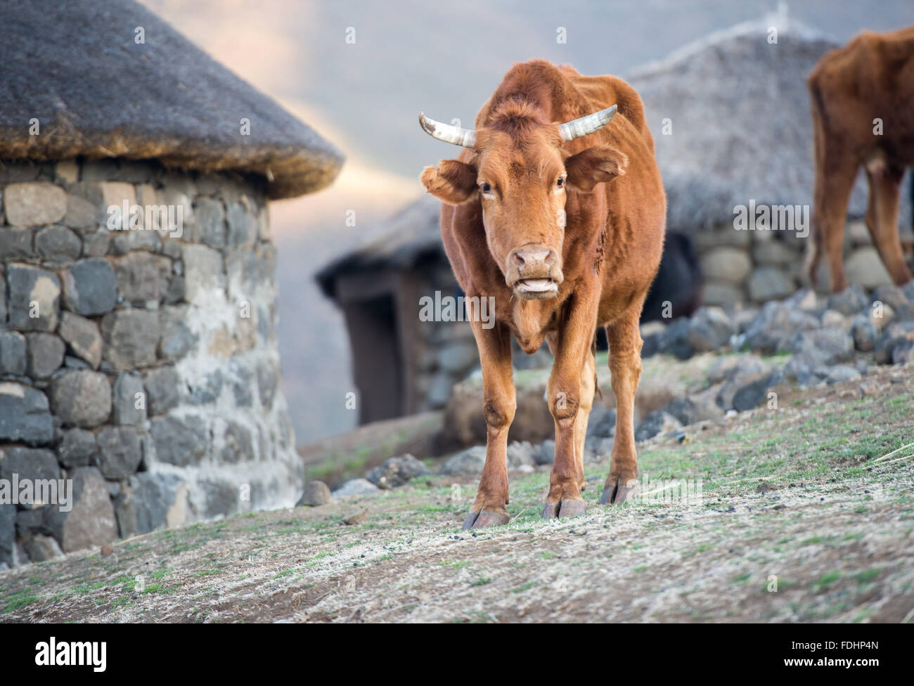 Beef cattle standing in front of village huts in Lesotho, Africa Stock ...