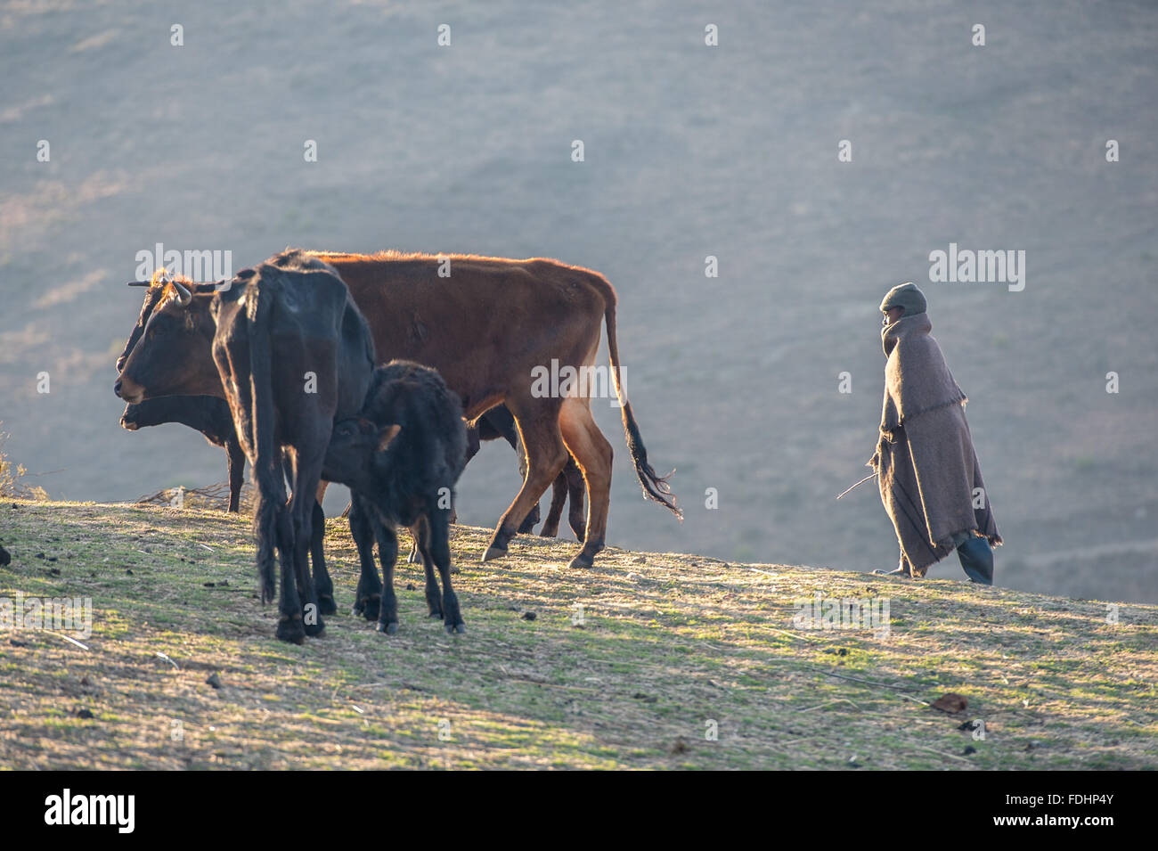 Child cattle africa hi-res stock photography and images - Alamy