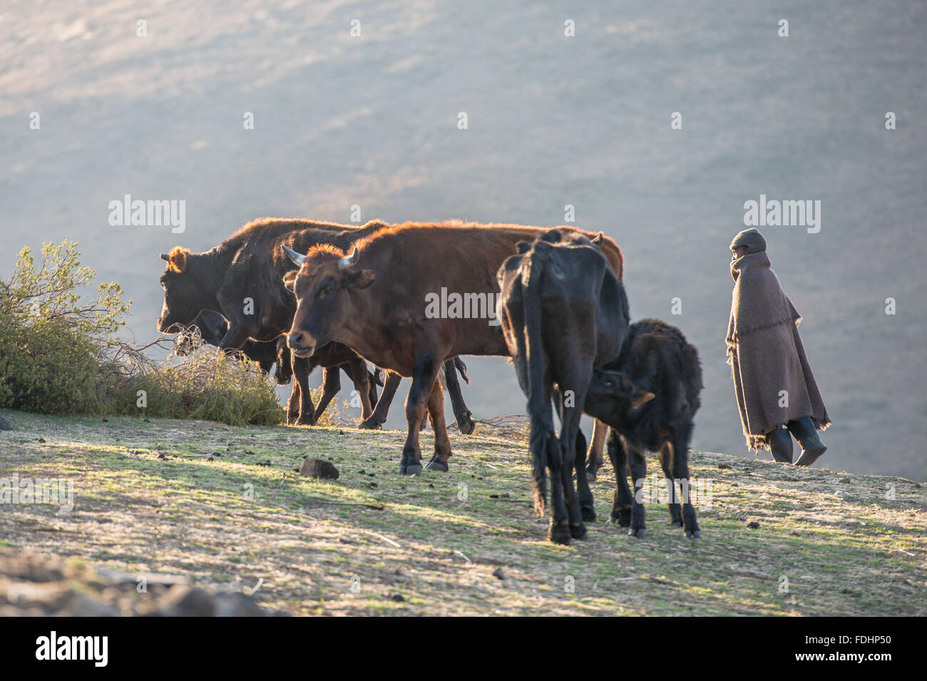 Child cattle africa hi-res stock photography and images - Alamy
