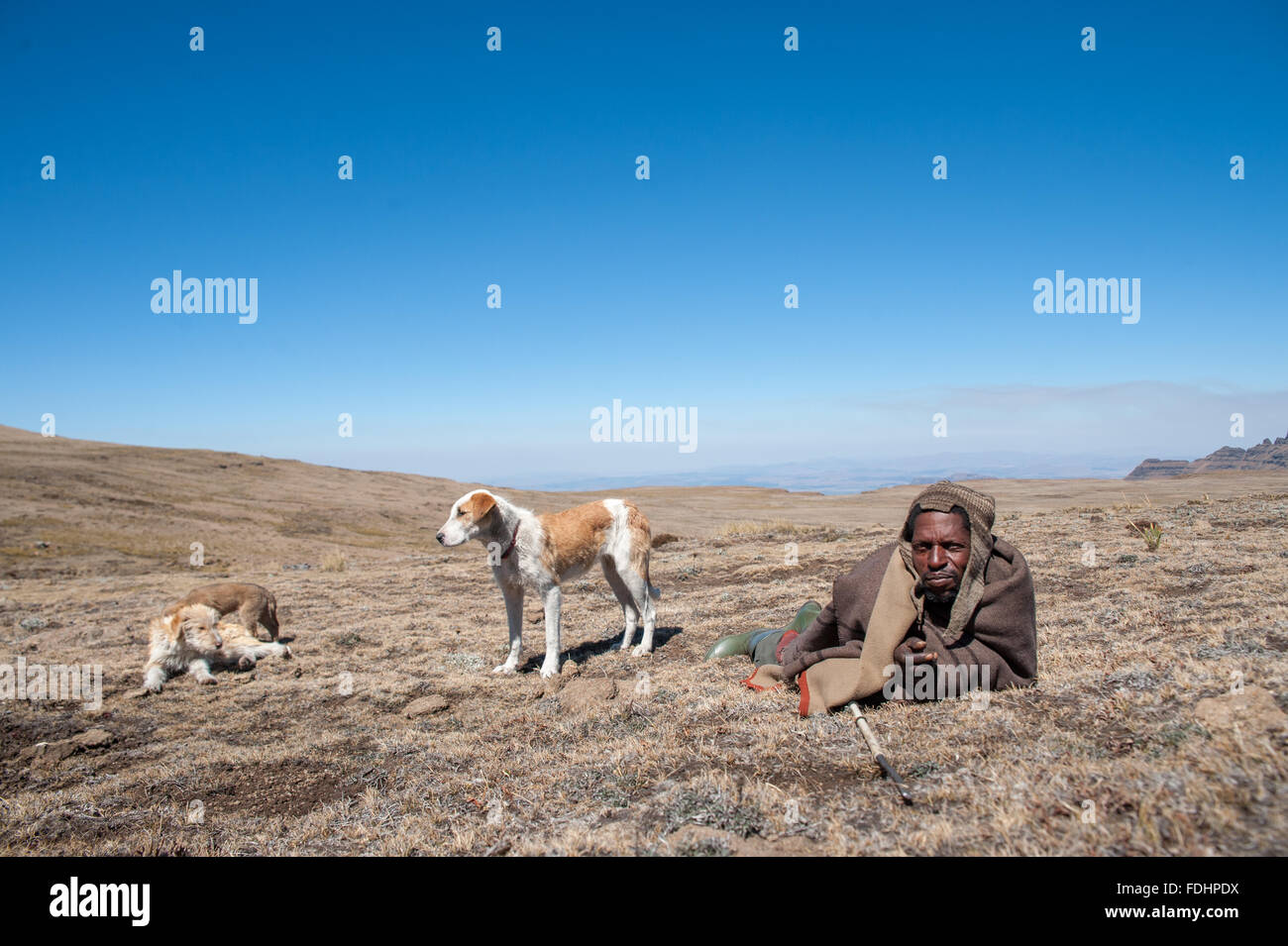 Local shepherd laying with his dogs in a vast plane in Lesotho, Africa ...