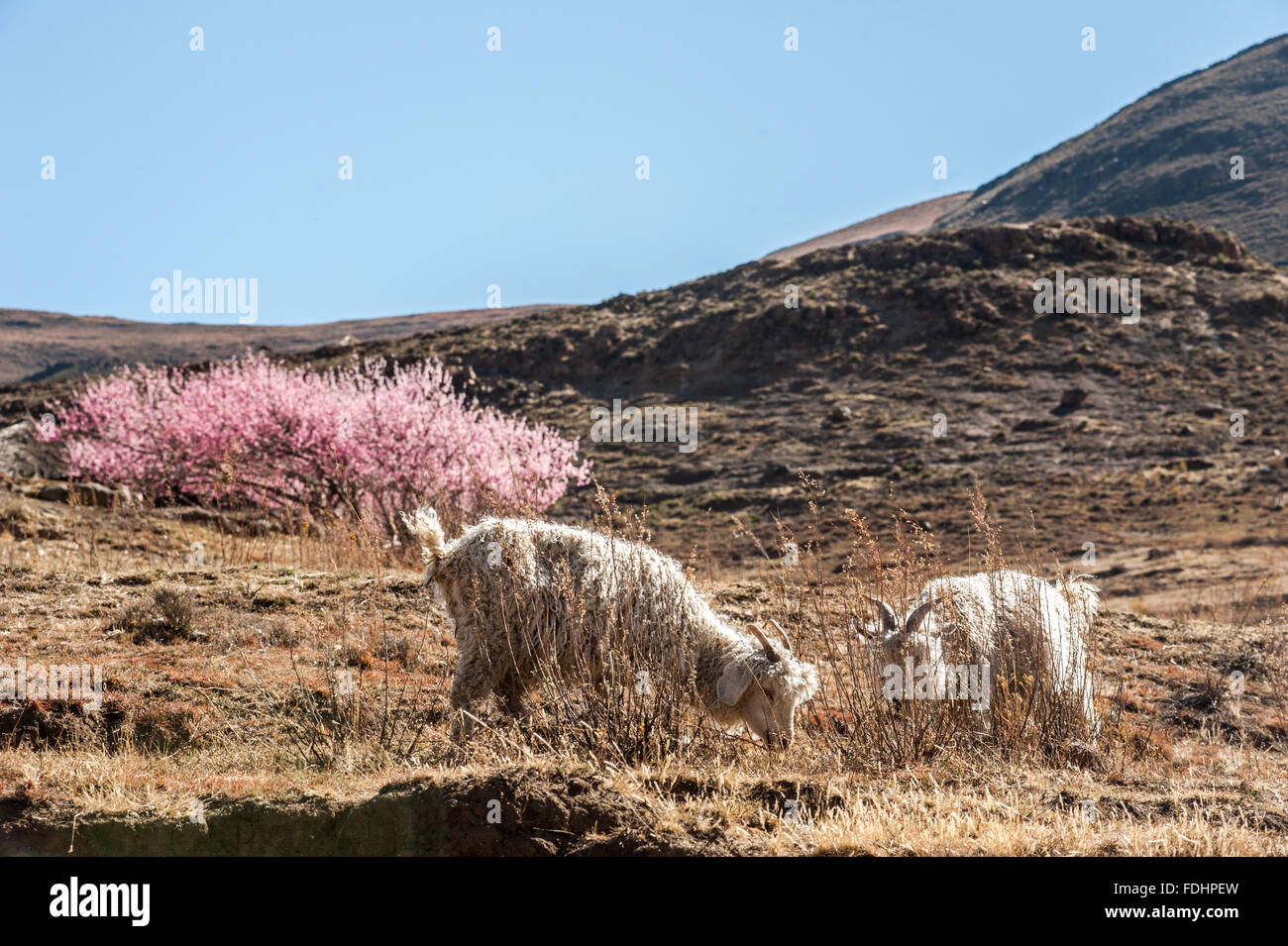 Goats grazing on the mountaintop in Lesotho, Africa Stock Photo - Alamy