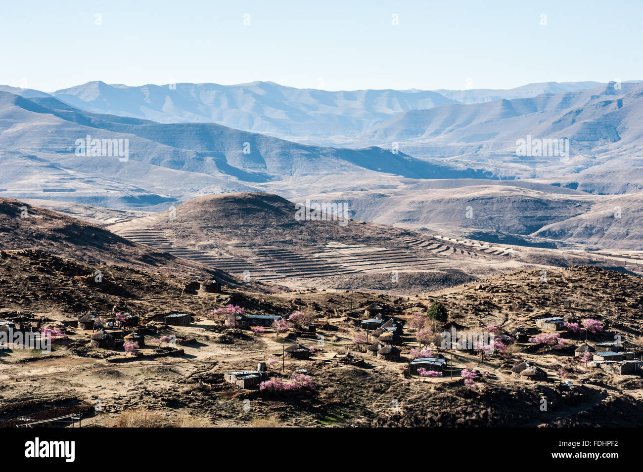 Village huts on the side of a mountain with a pink budding tree in ...