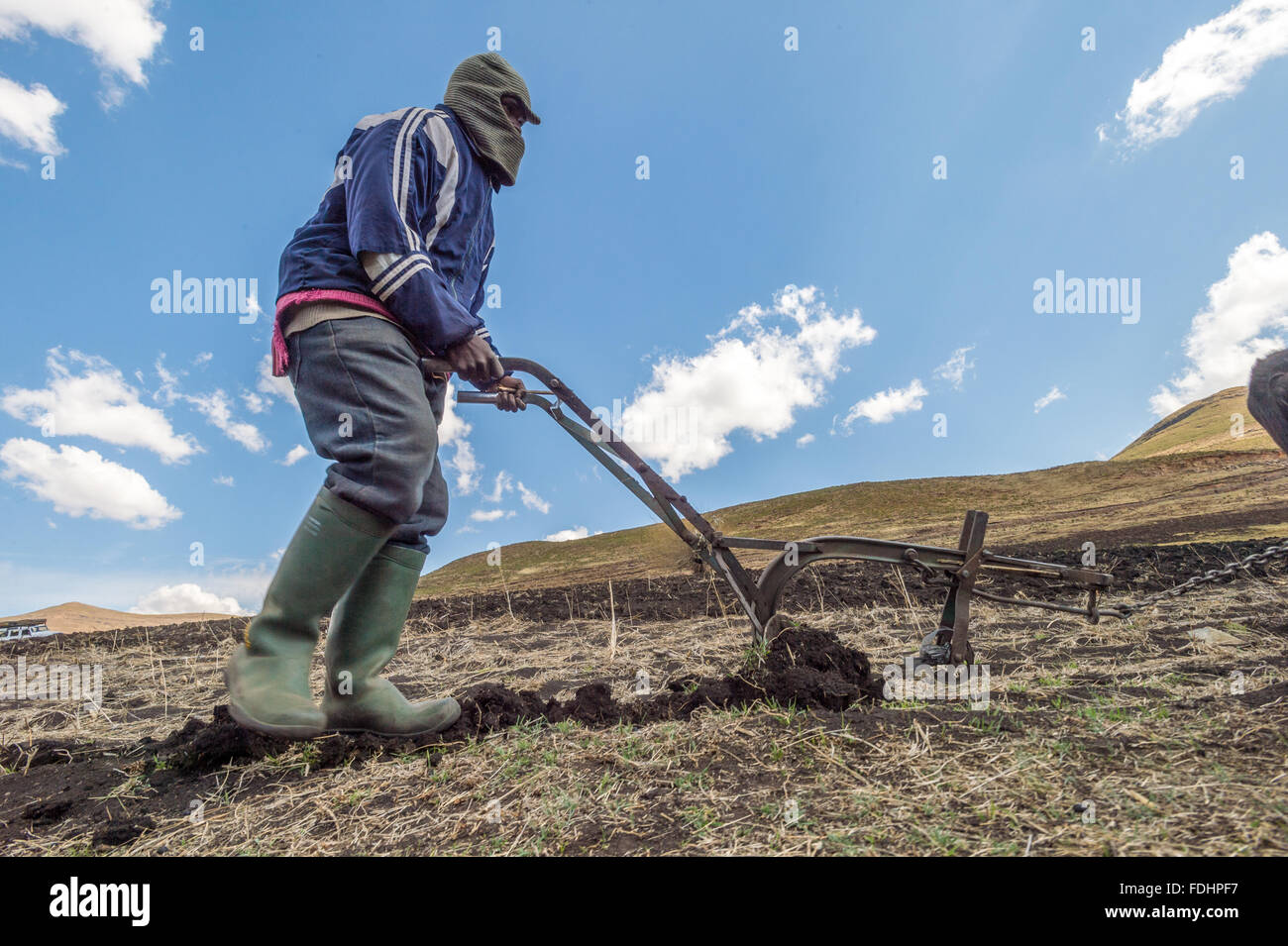 Pushing cattle hi-res stock photography and images - Alamy