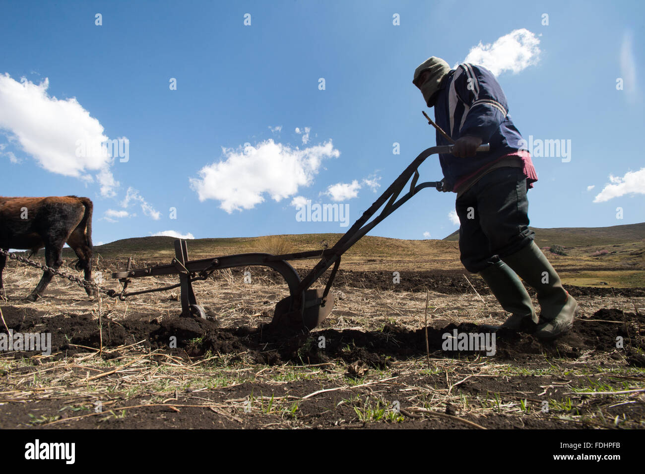 Pushing cattle High Resolution Stock Photography and Images - Alamy