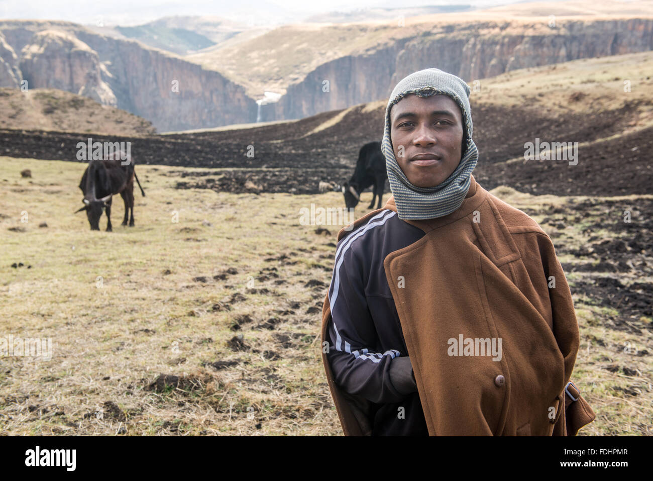 Shepherd With Cattle High Resolution Stock Photography and Images - Alamy