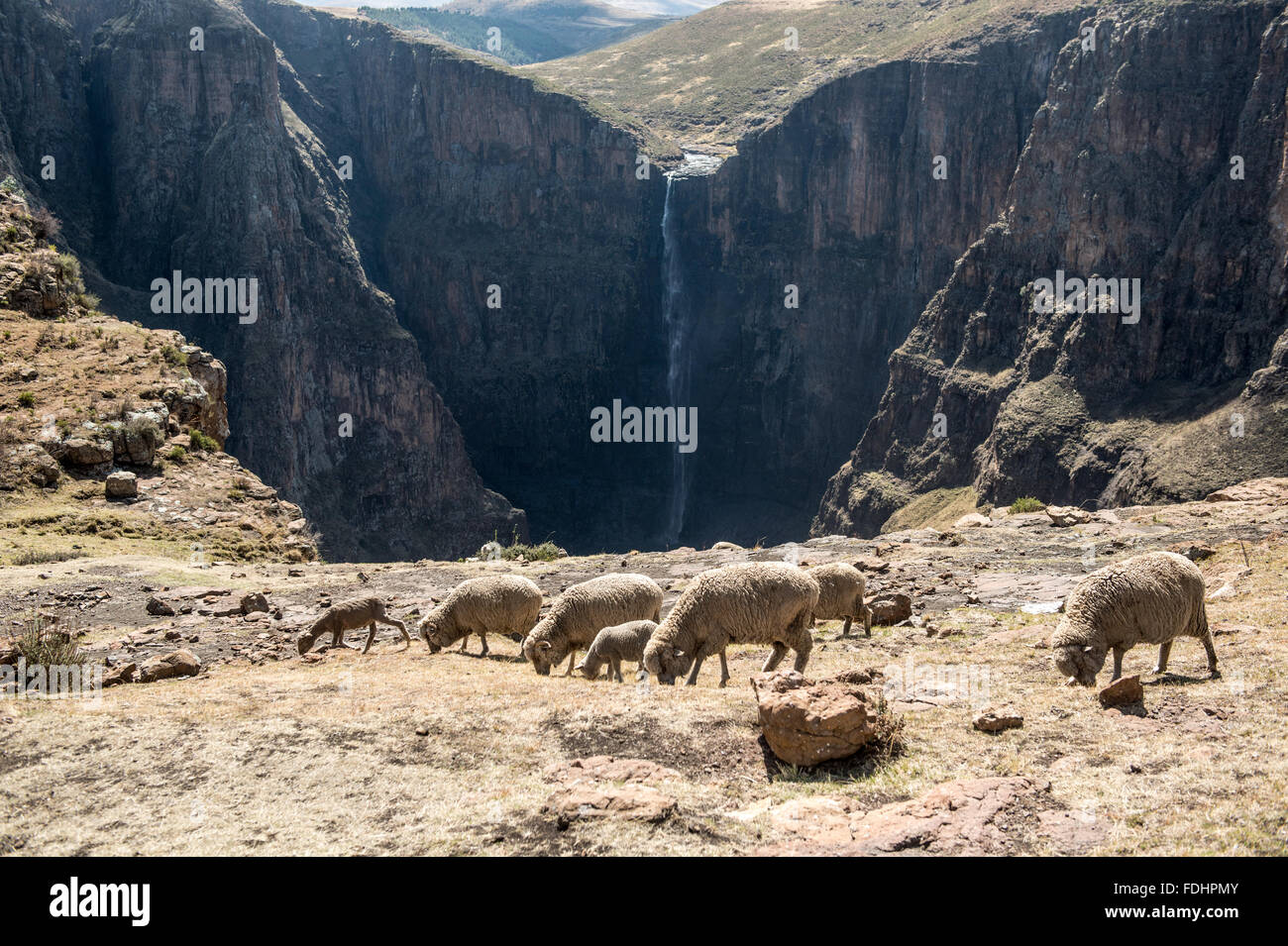 Sheep grazing lesotho hi-res stock photography and images - Alamy