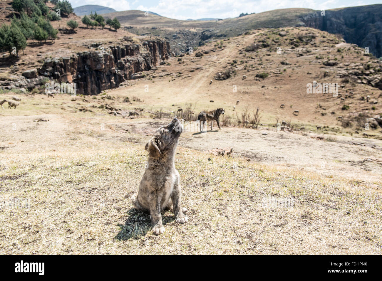 A puppy howling toward the sky with a dog in the background on a ...