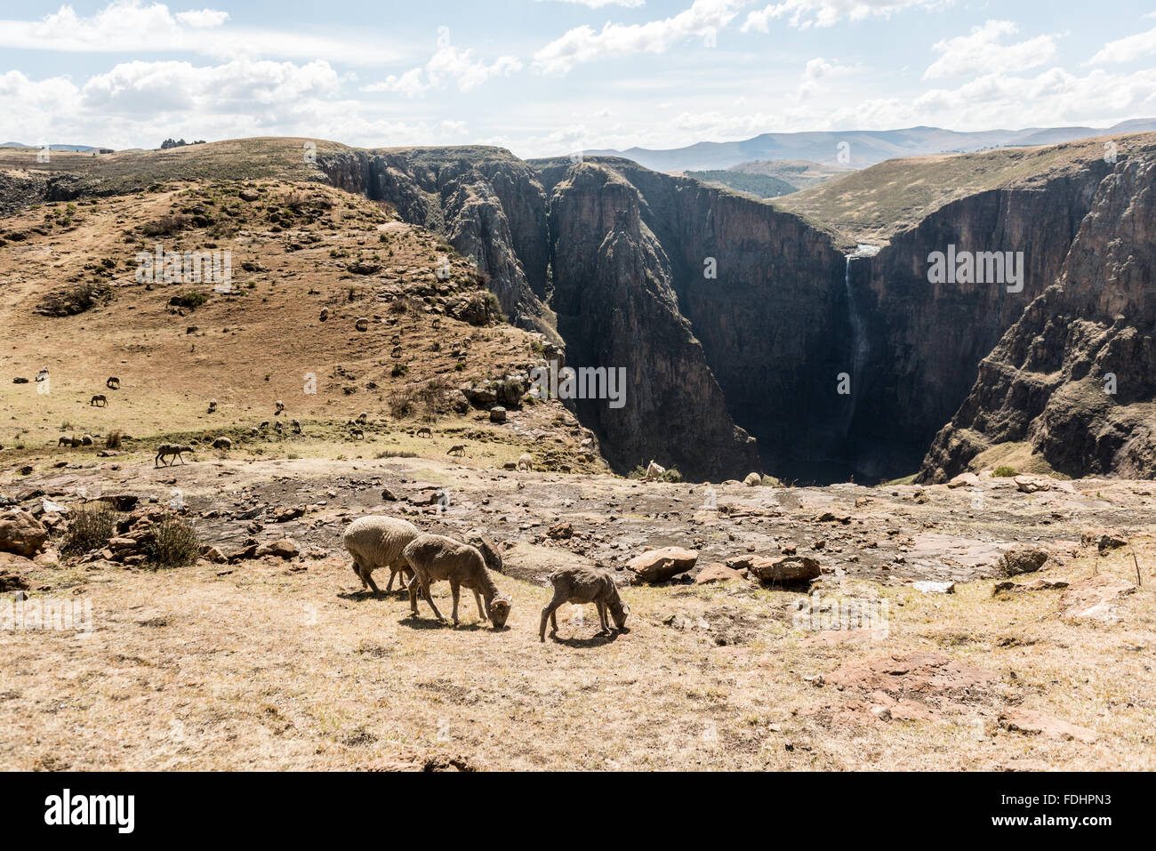 Sheep grazing lesotho hi-res stock photography and images - Alamy