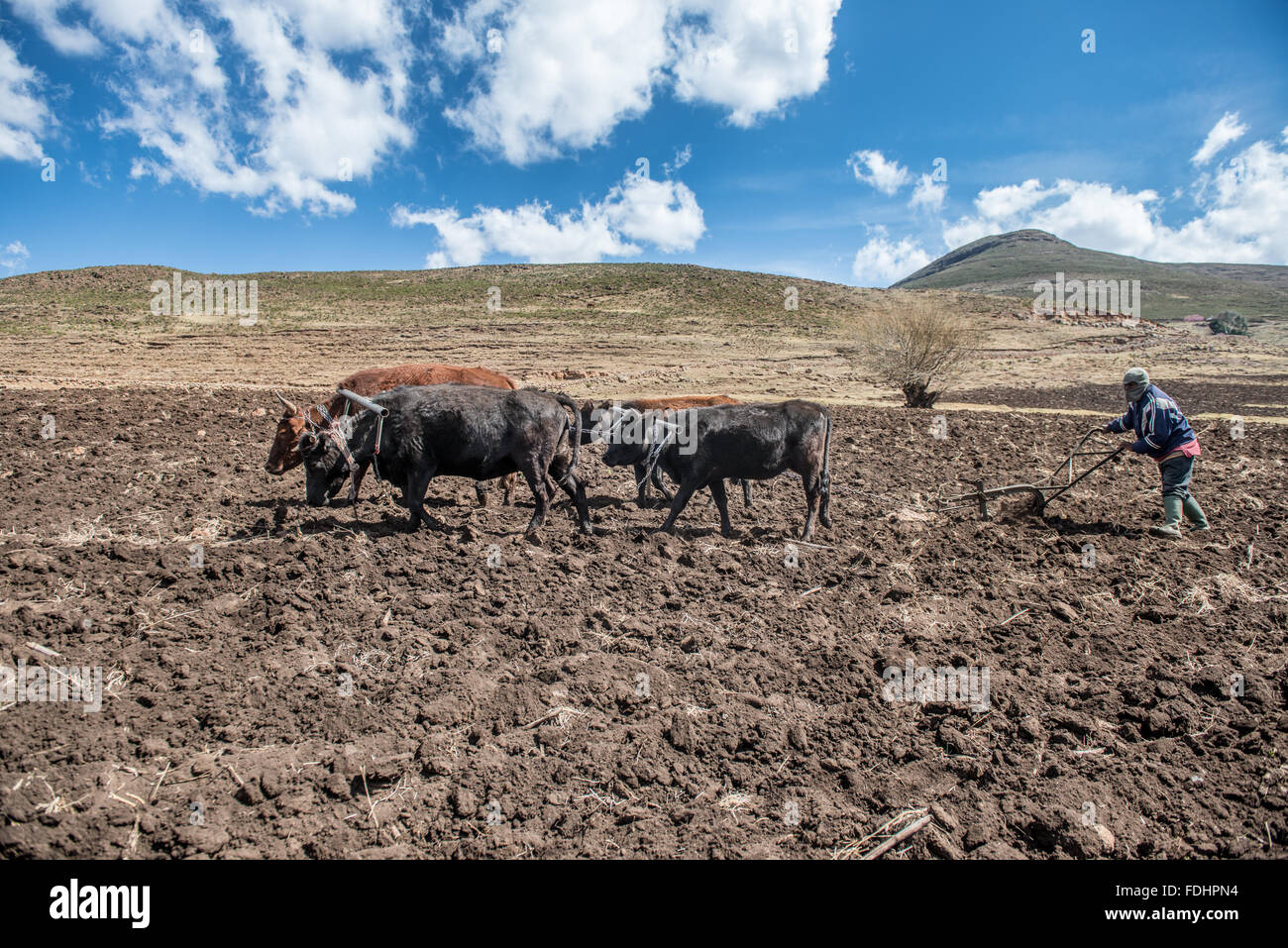 Oxen pulling plow hi-res stock photography and images - Alamy