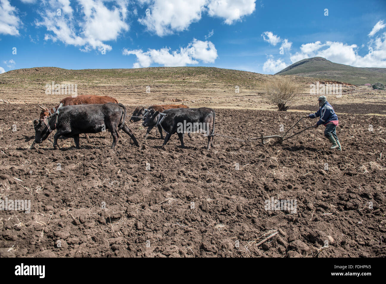Oxen pulling plow hi-res stock photography and images - Alamy