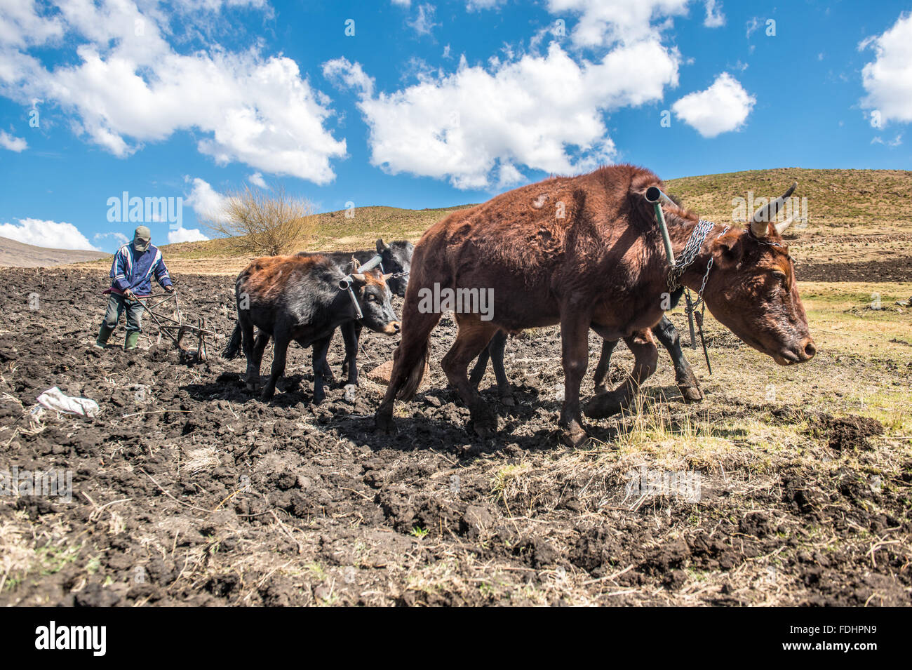 Oxen pulling a plow with their keeper in Somenkong, Lesotho, Africa ...