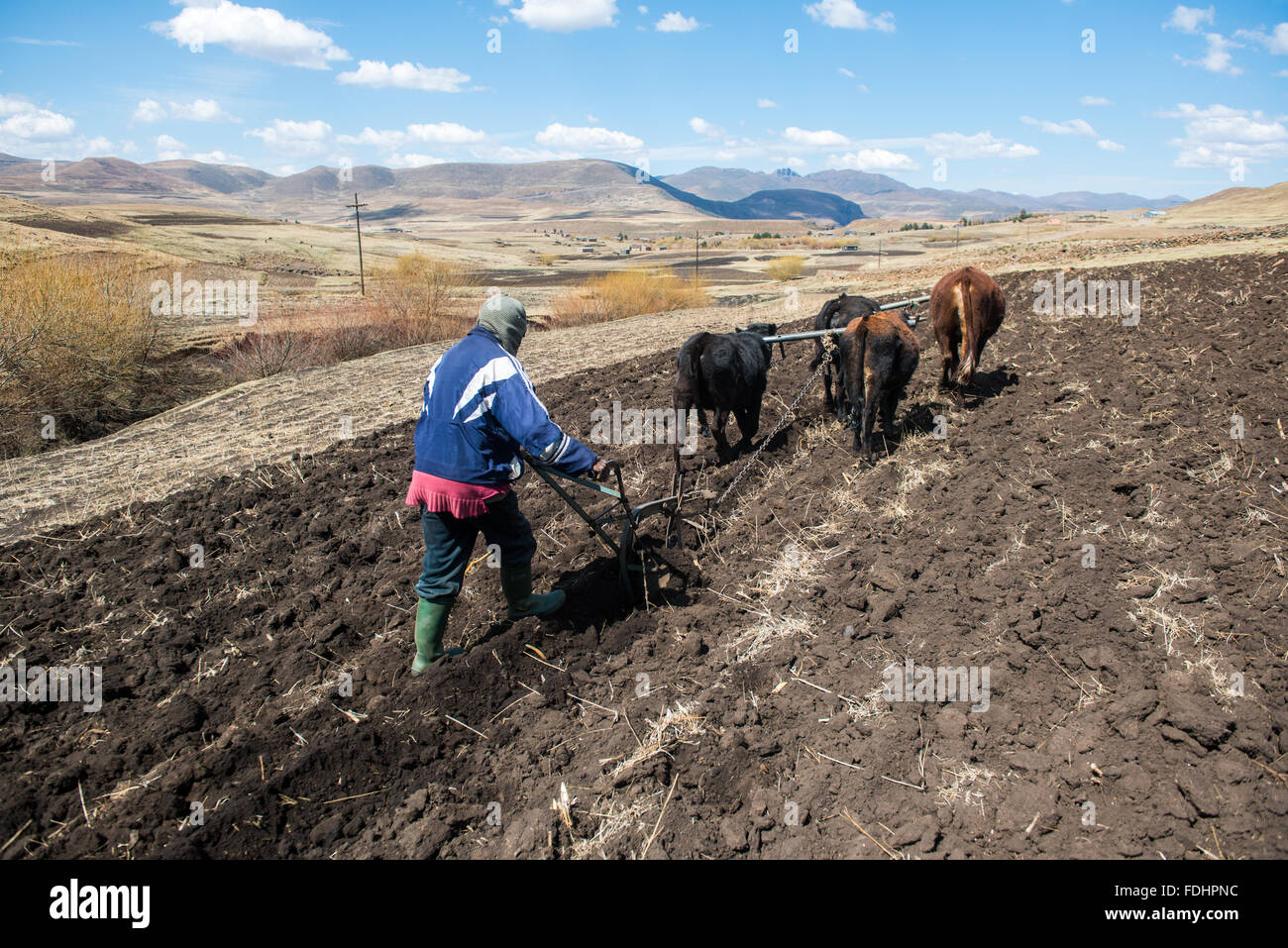 Oxen pulling a plow with their keeper in Somenkong, Lesotho, Africa ...