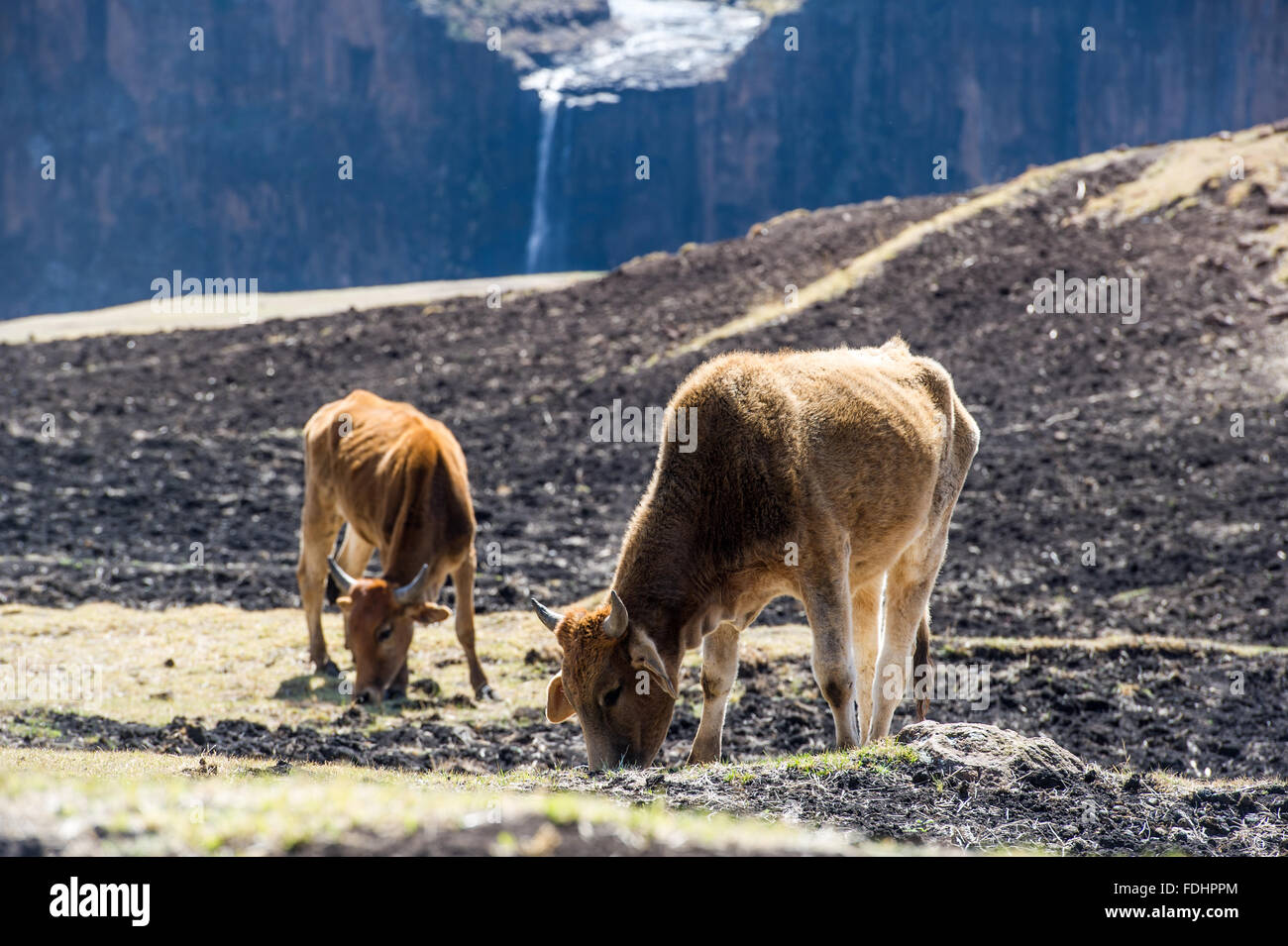 Cattle grazing in front of Maletsunyane Falls in Somenkong, Lesotho ...