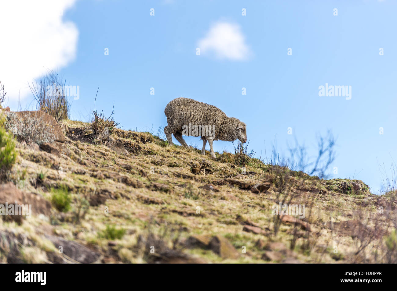 Sheep grazing lesotho hi-res stock photography and images - Alamy