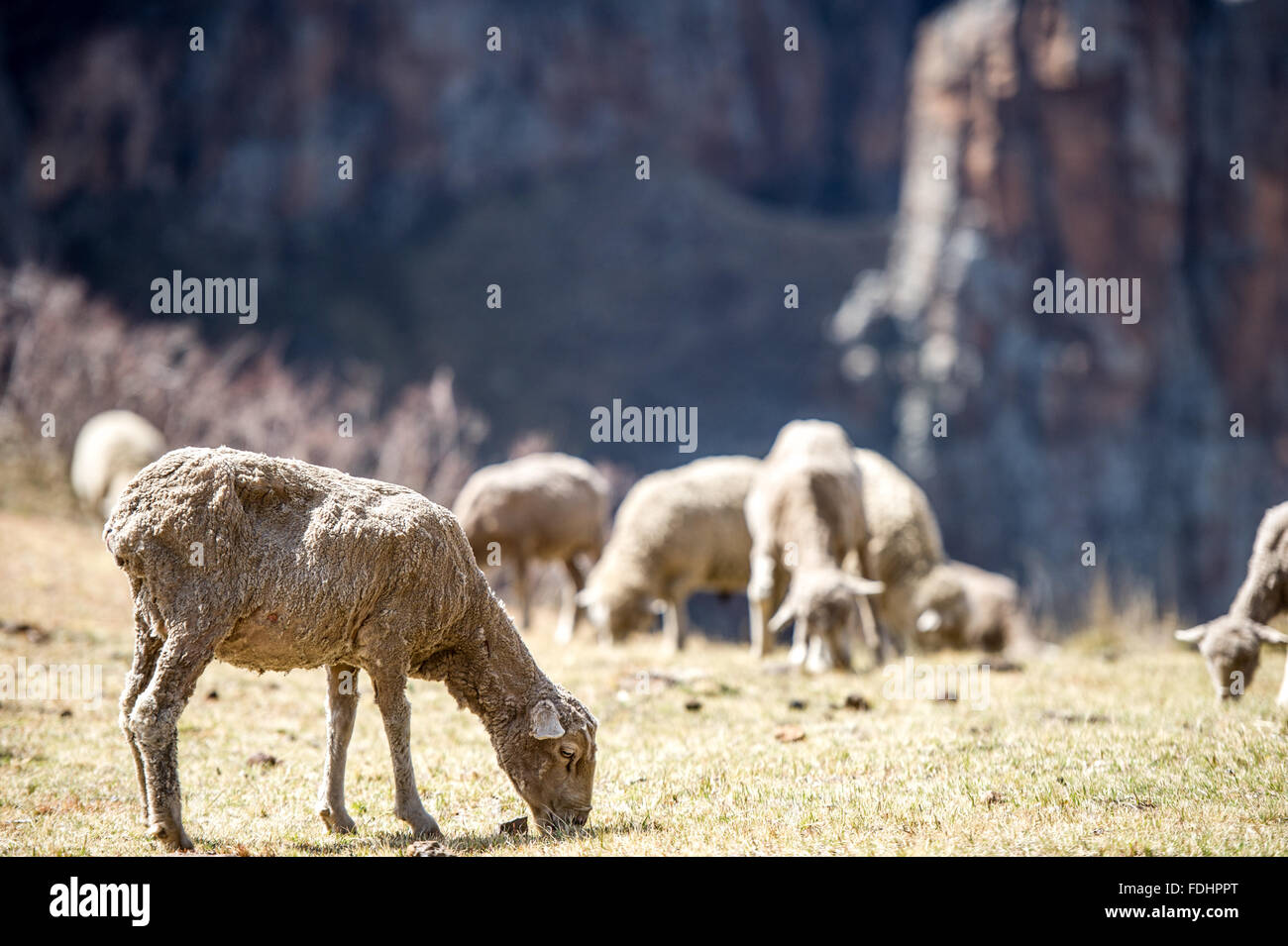 Sheep grazing lesotho hi-res stock photography and images - Alamy
