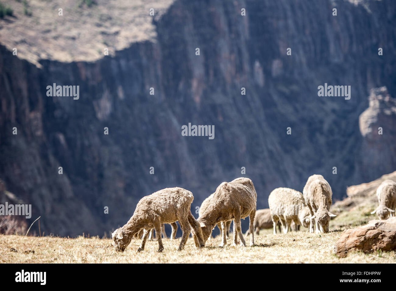 Sheep grazing lesotho hi-res stock photography and images - Alamy
