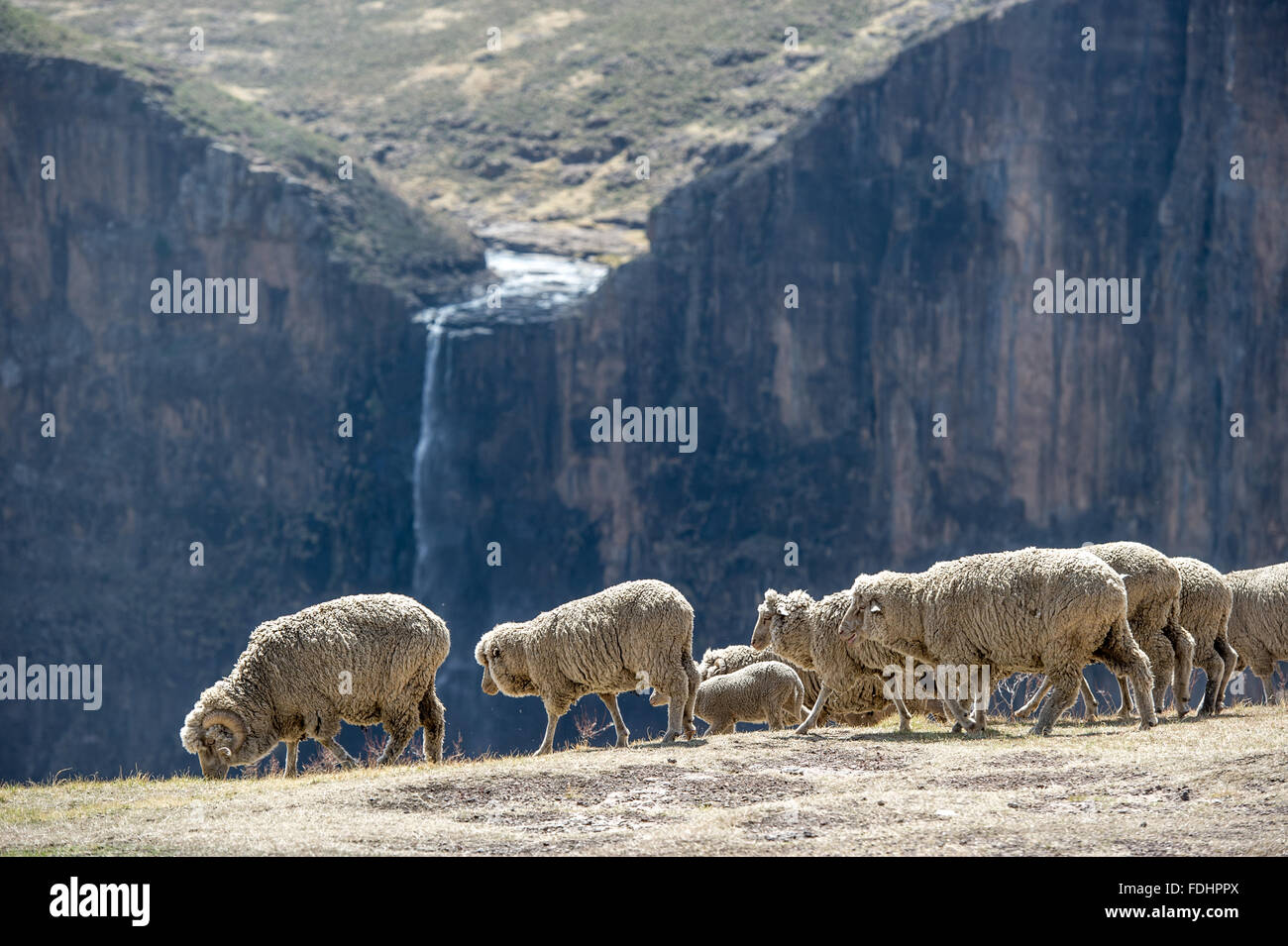 Waterfall and sheep hi-res stock photography and images - Alamy