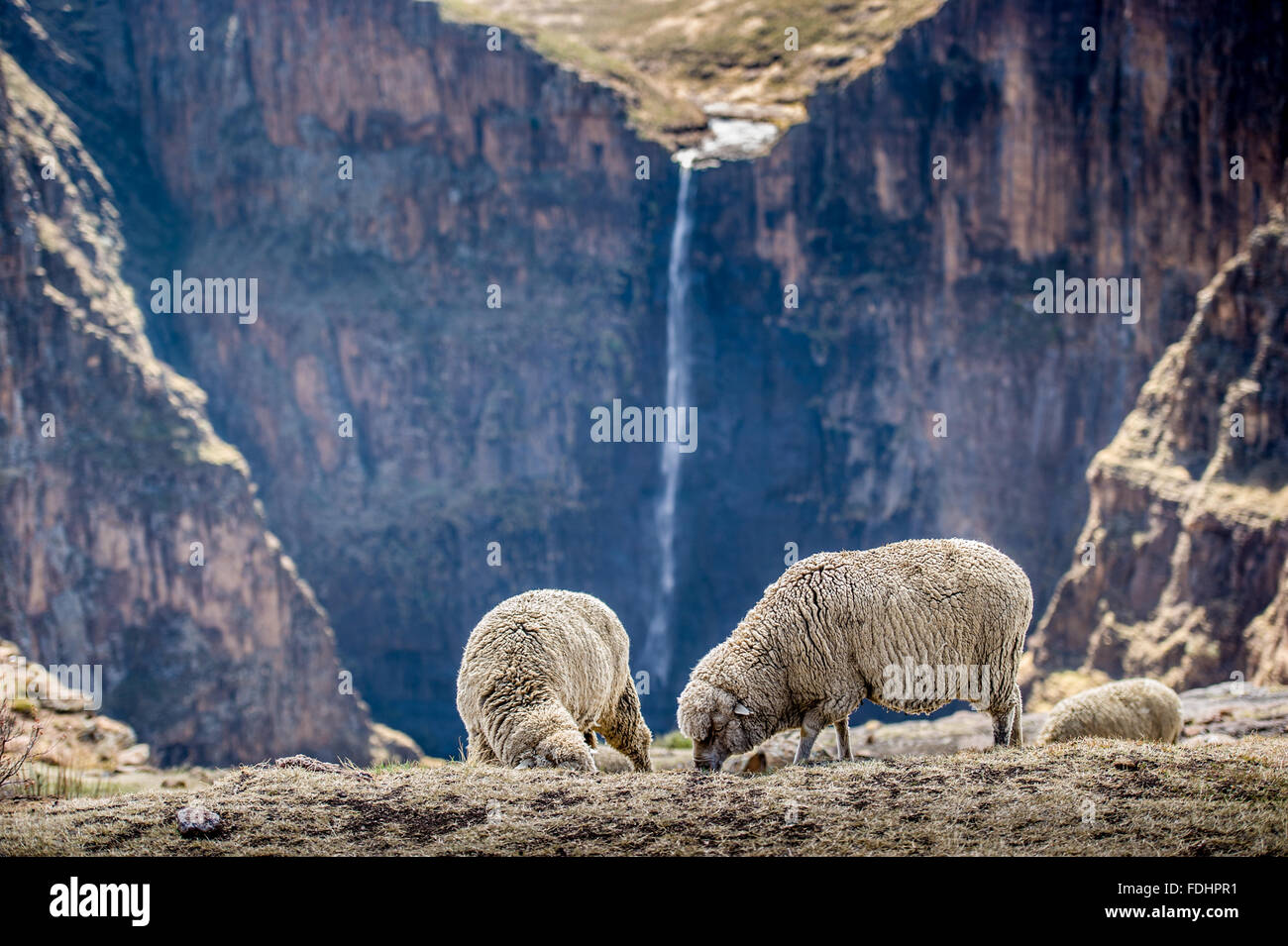 Sheep grazing on a plateau in front of Maletsunyane Falls in Somenkong ...