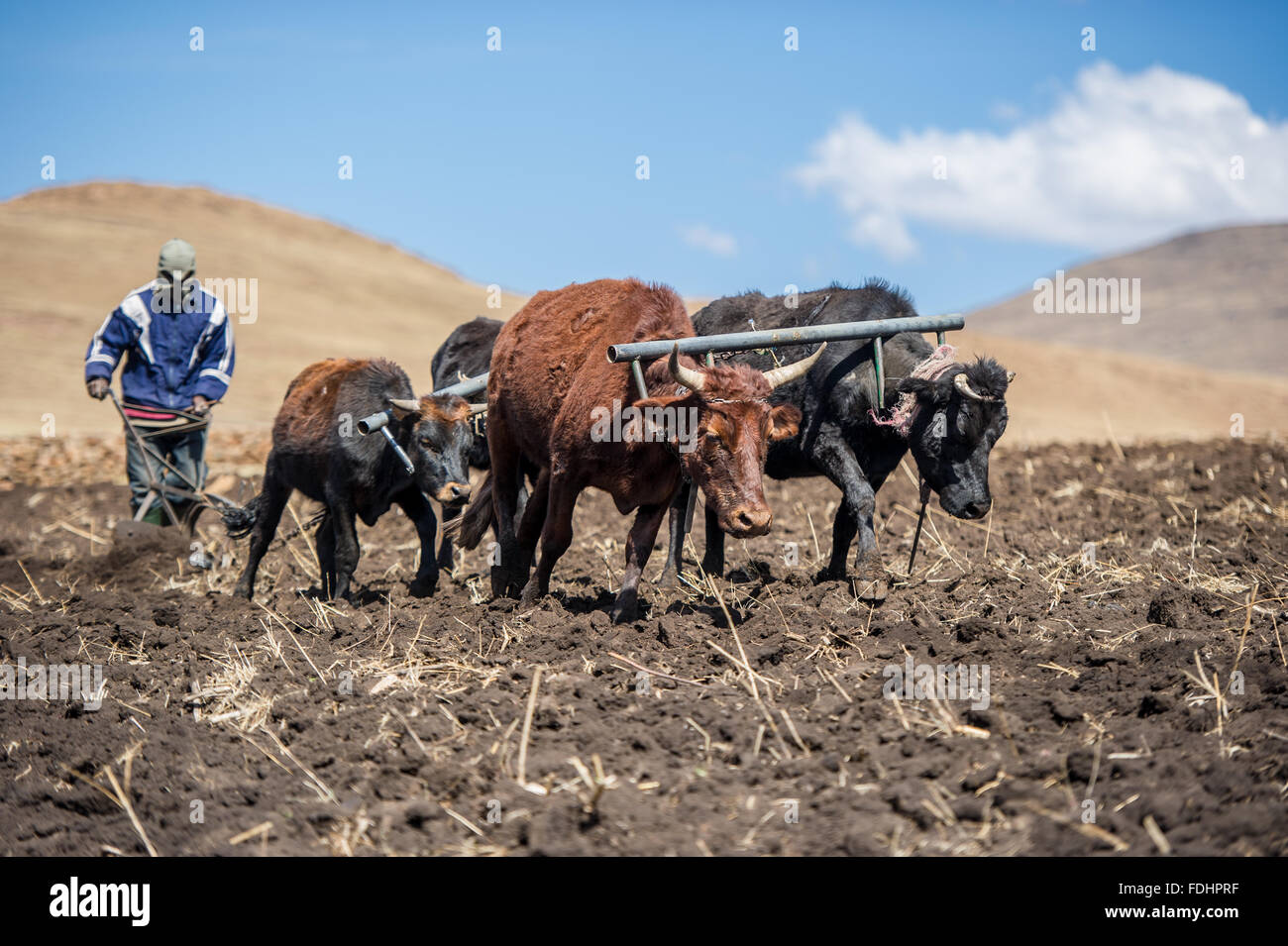Oxen pulling plow hi-res stock photography and images - Alamy