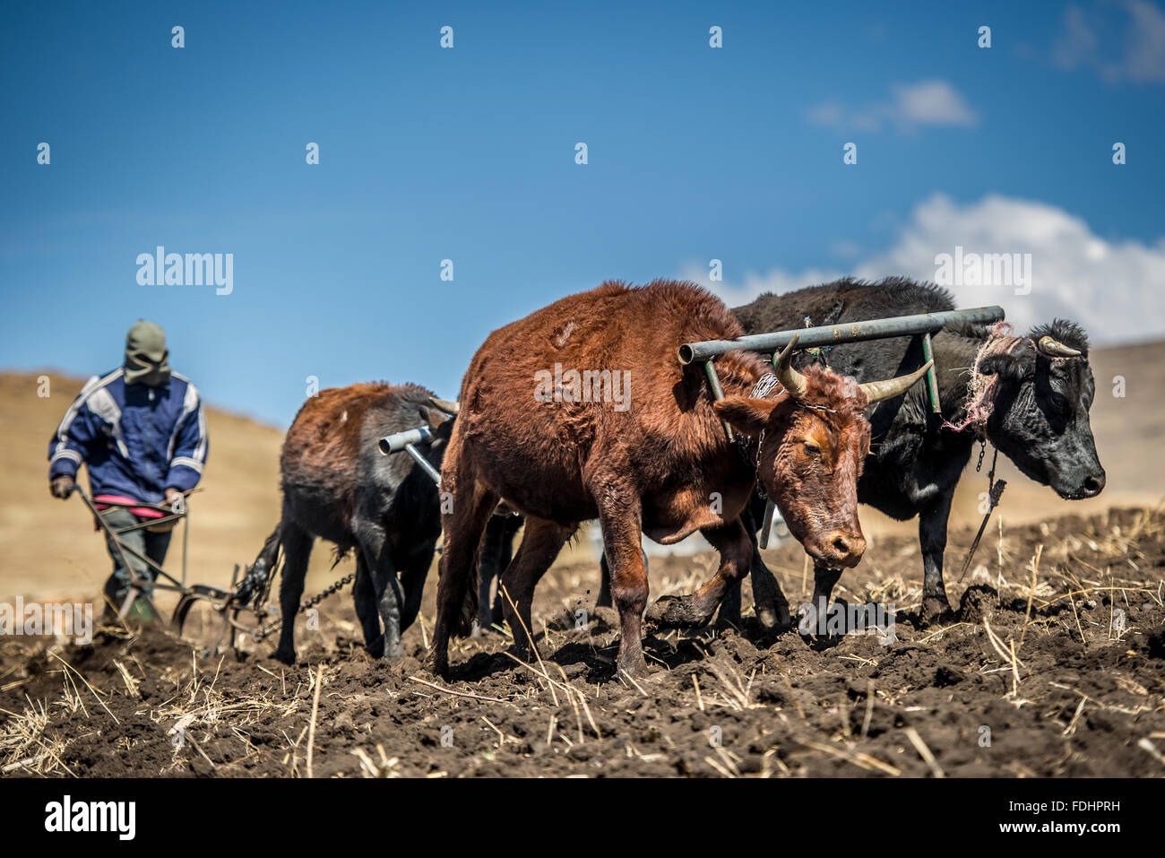 Oxen Africa Stock Photos & Oxen Africa Stock Images - Alamy