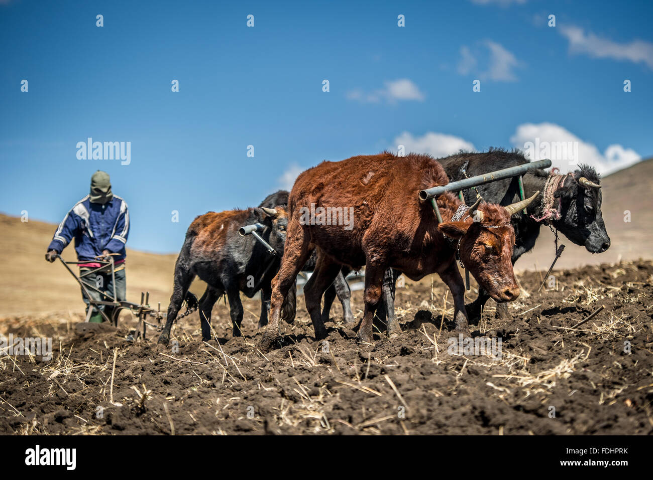 Oxen pulling a plow with their keeper in Somenkong, Lesotho, Africa ...