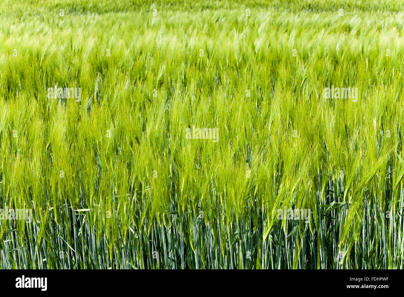 Green barley , germ Stock Photo - Alamy