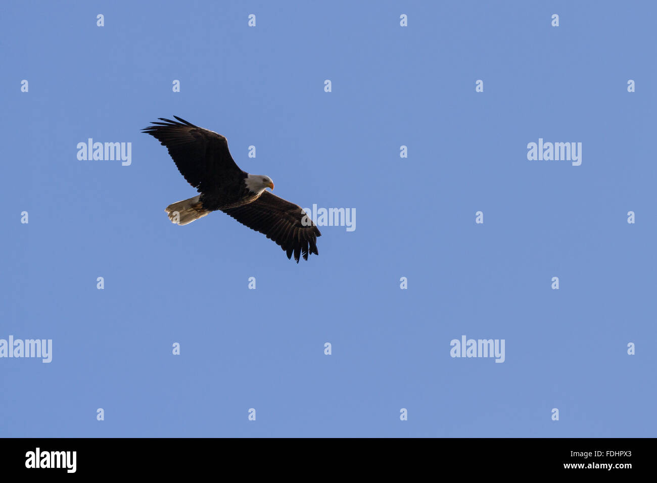 North idaho eagles hi-res stock photography and images - Alamy