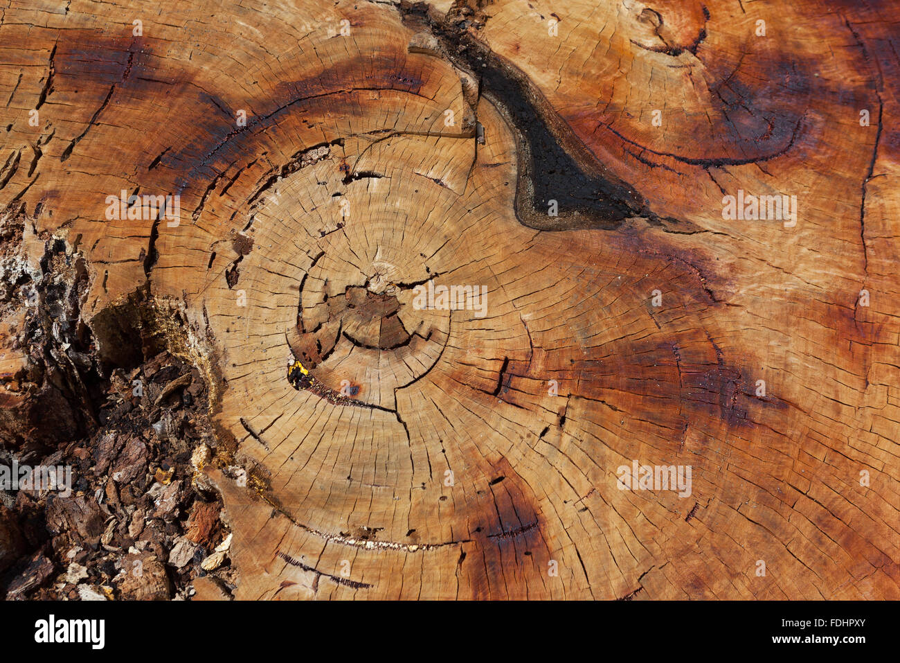 Stump pattern texture hi-res stock photography and images - Alamy
