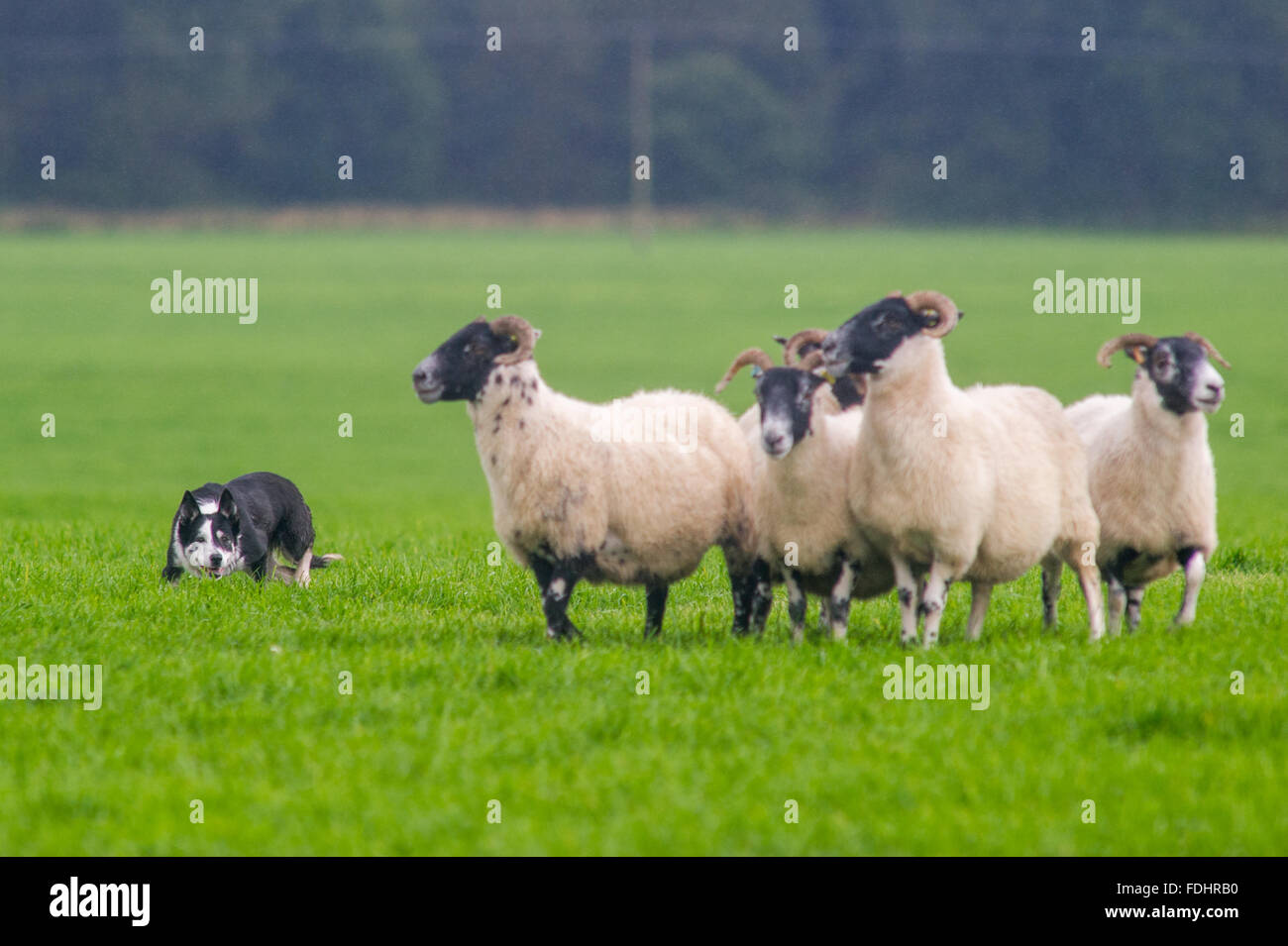 Border Collie herding sheep at International Sheep Dog Trials in Moffat ...