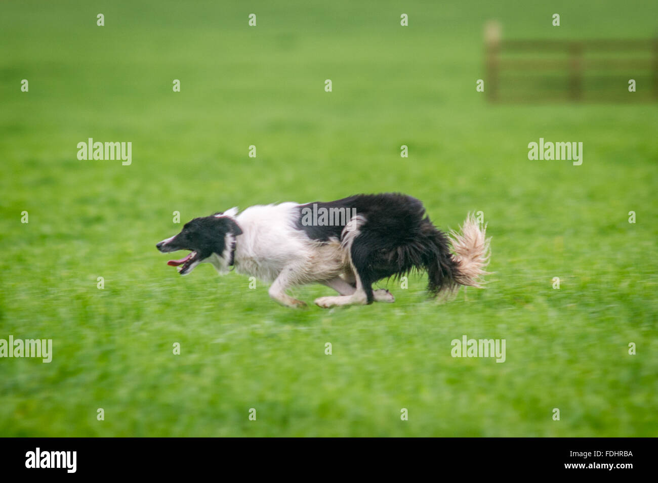 Dog running with sheep hi-res stock photography and images - Alamy