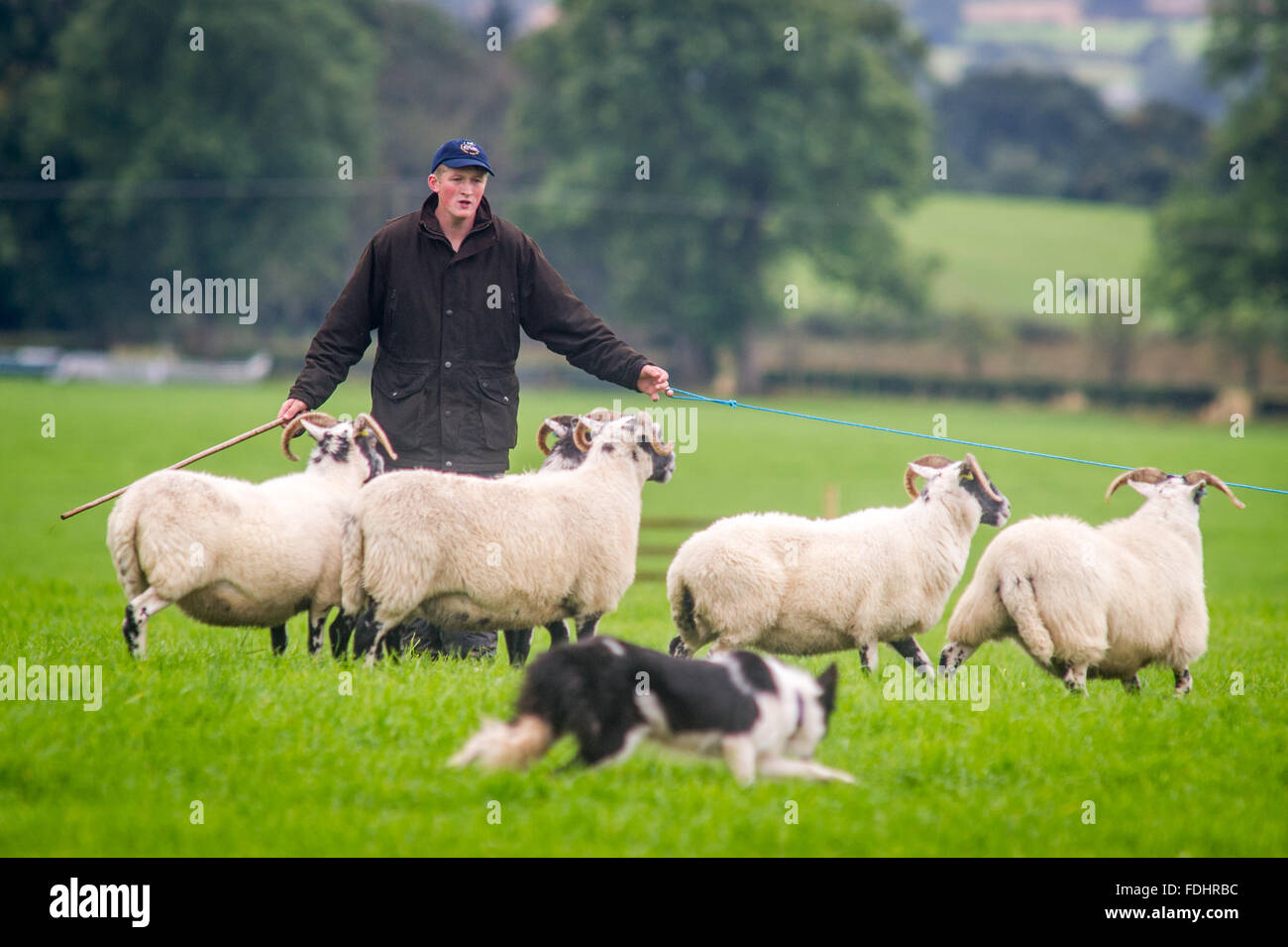 A shepherd and border collie herding sheep at the International Sheep ...