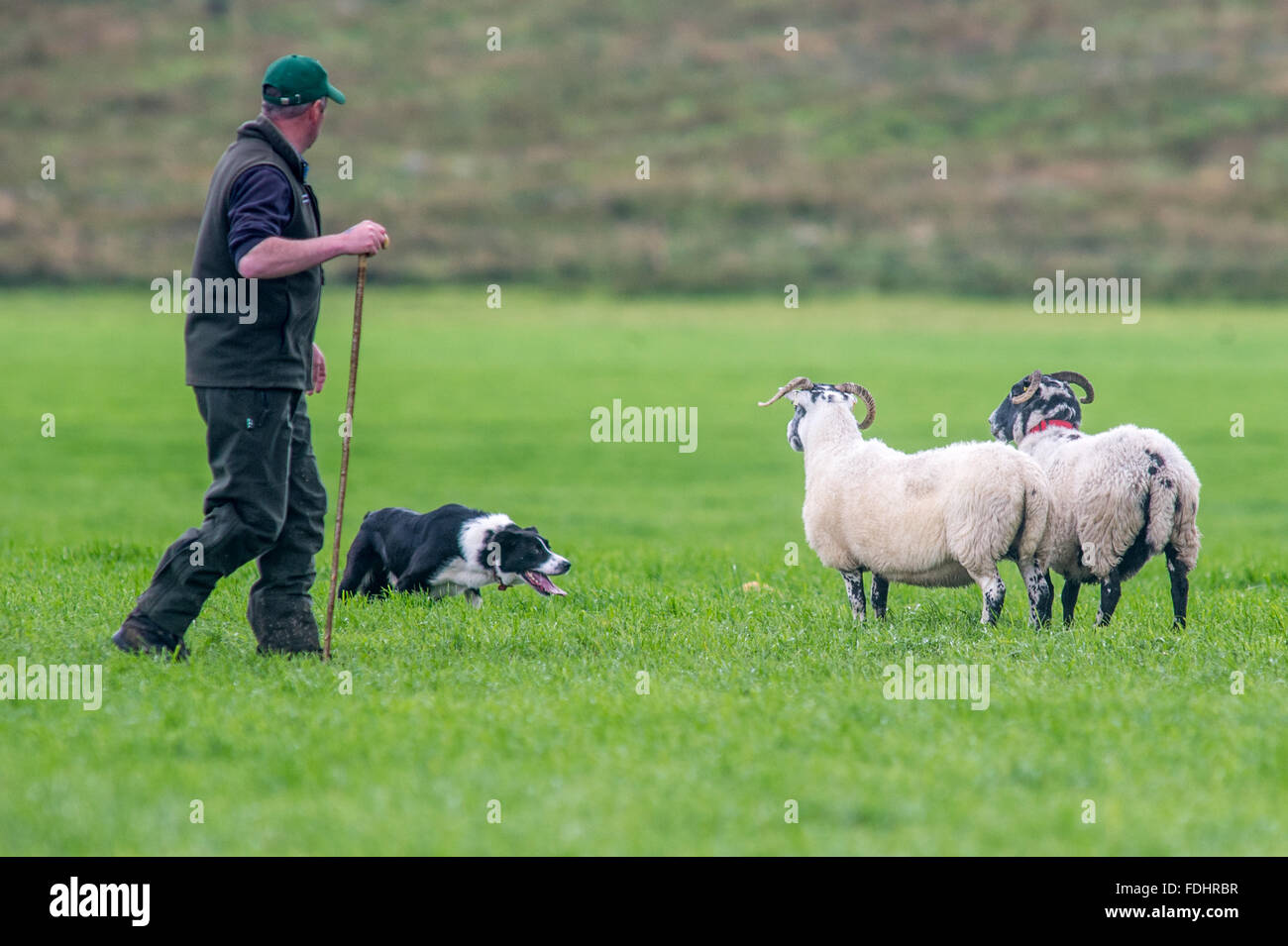 Border Collie Pastoreando Ovejas Border Collie Herding Hi Res Stock