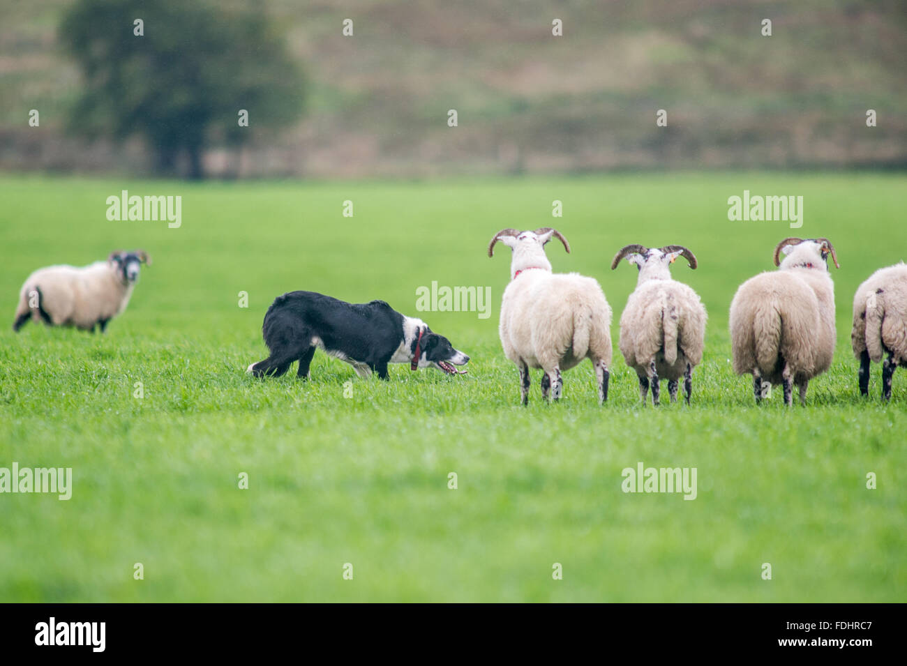 Border Collie herding sheep at International Sheep Dog Trials in Moffat ...
