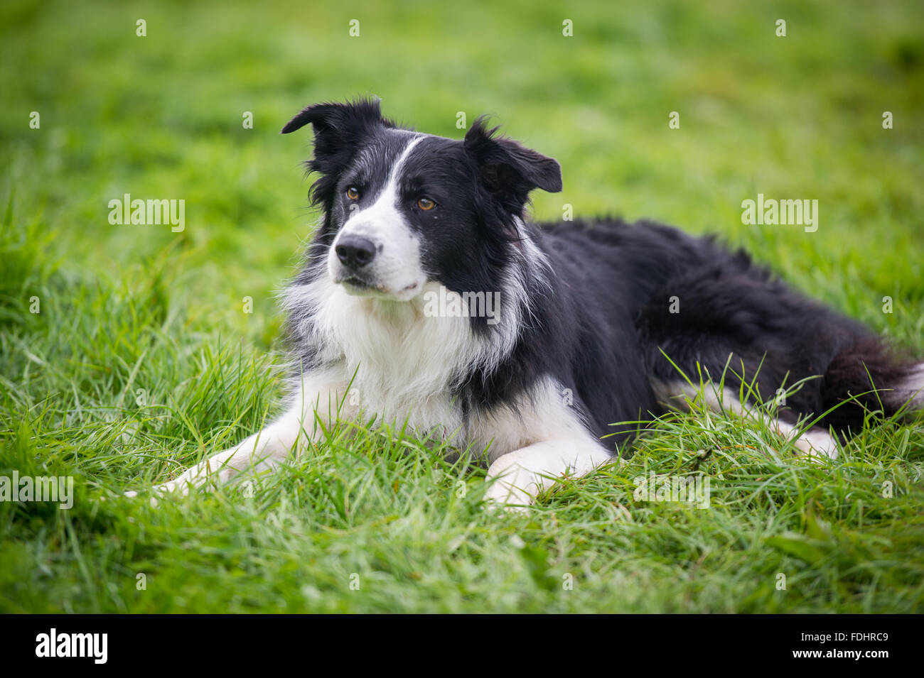 Border collie at the International Sheep Dog Trials in Moffat, Scotland ...