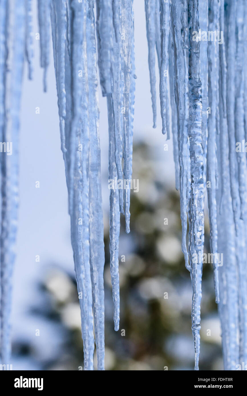 extreme cold winter temperatures and melting ice on the roof created ...