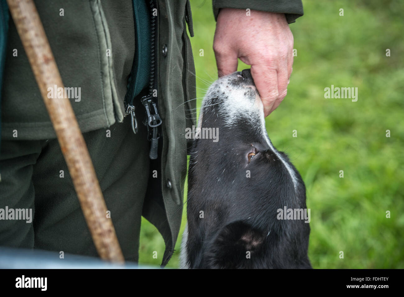 Are There Sheepdogs In The Uk