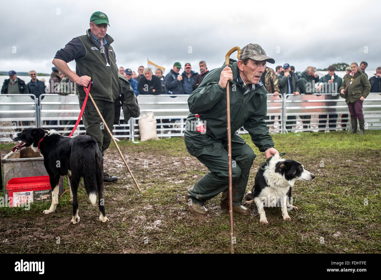 Shepherds and their sheepdogs (border collies) at the International ...