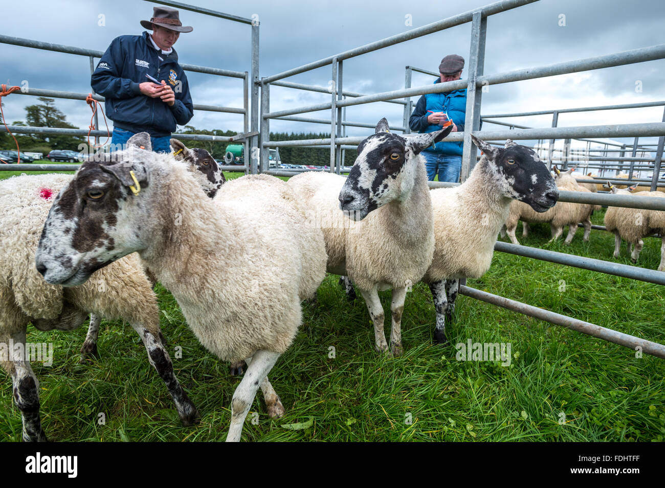 Sheepdog trials hi-res stock photography and images - Alamy