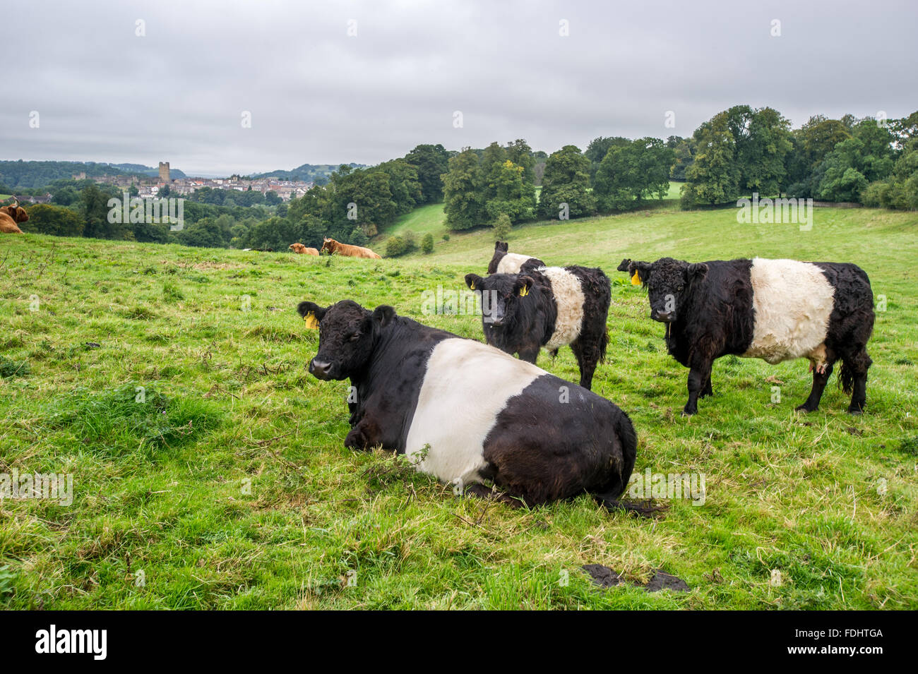 Belted galloway beef cattle in hi-res stock photography and images - Alamy
