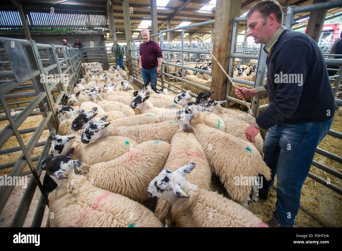 Farmers herding Mule Gimmer Lambs at the Hawes Auction Mart in ...